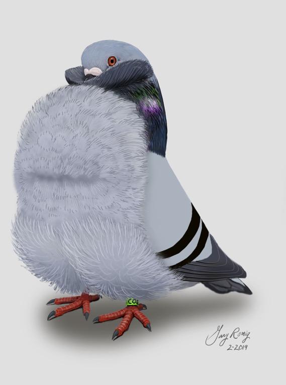 National Chinese Owl Club